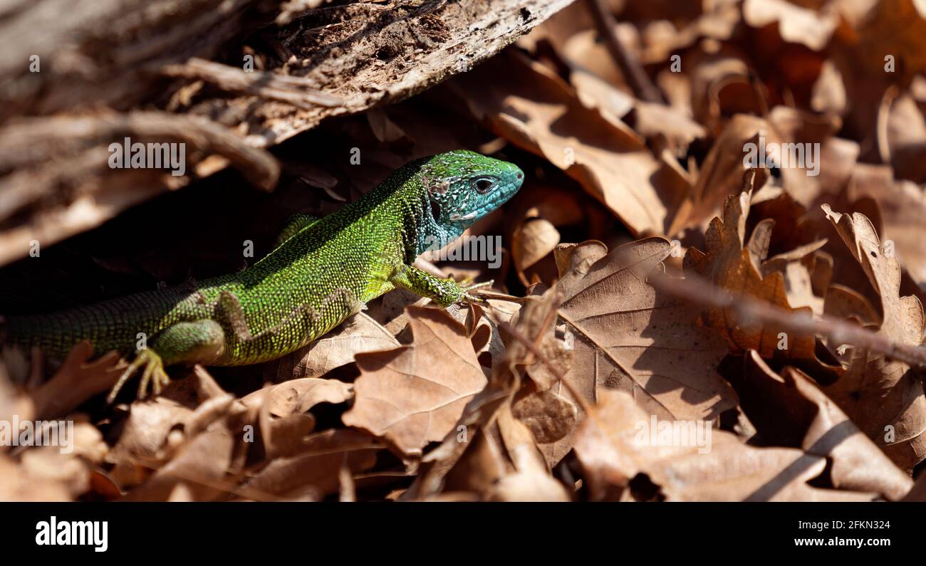 Lizard growth hi-res stock photography and images - Alamy