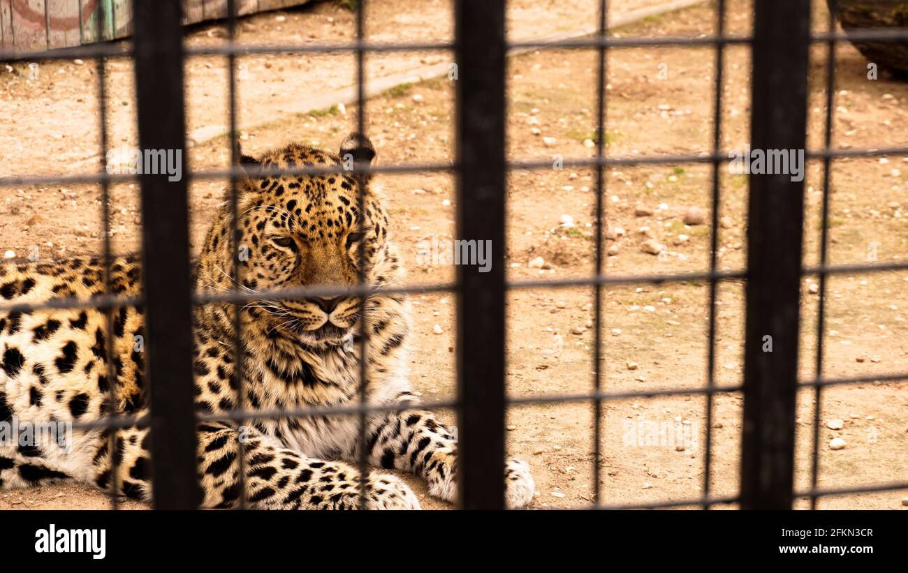 Endangered panther cage hi-res stock photography and images - Alamy
