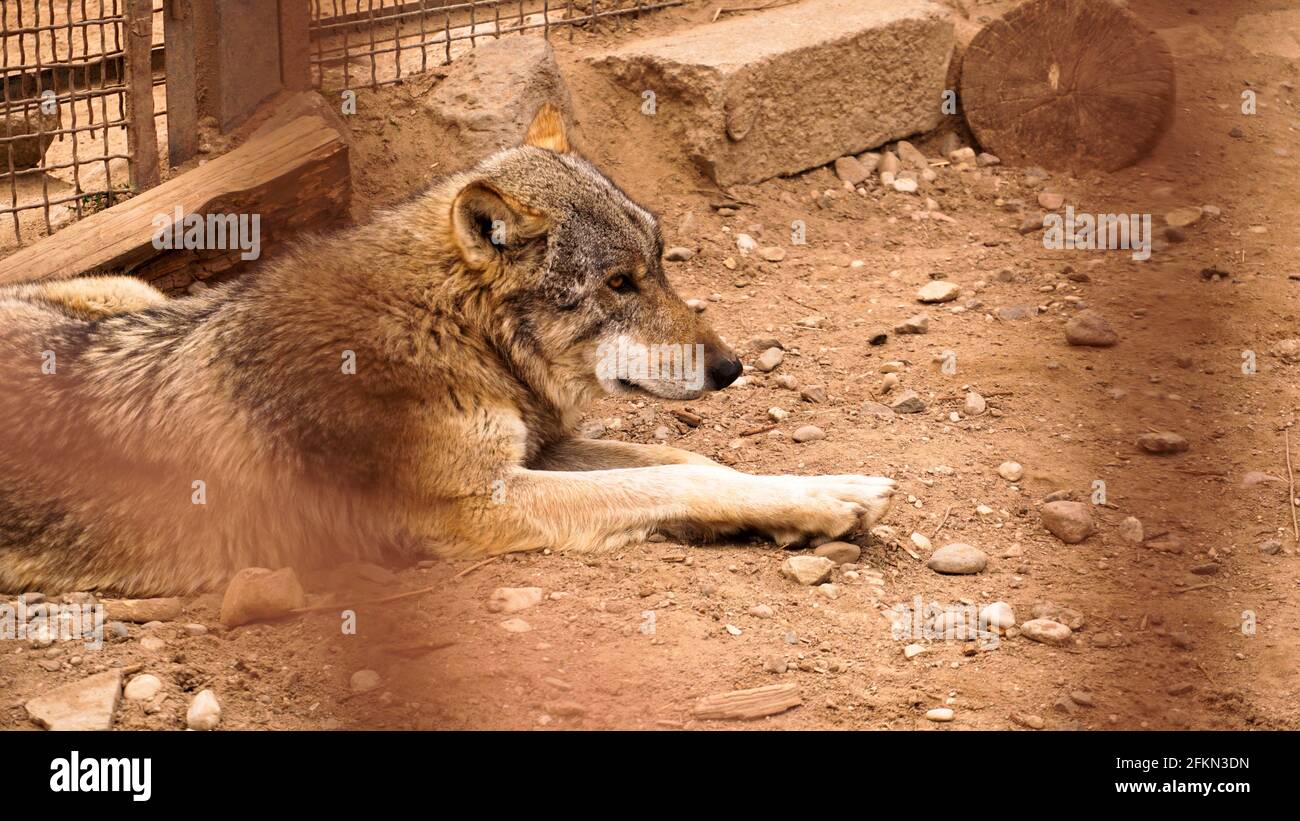 A lone wolf in a zoo cage. Keeping wild animals in captivity. Wild wolf ...