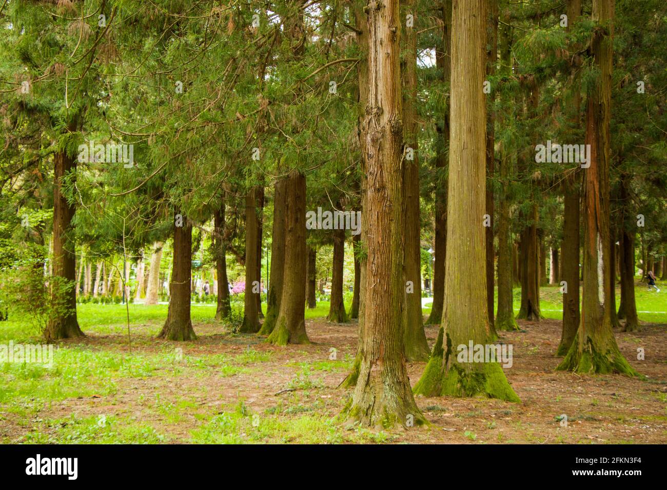 Old big trees forest in the park, Zugdidi Botanic garden in Georgia ...