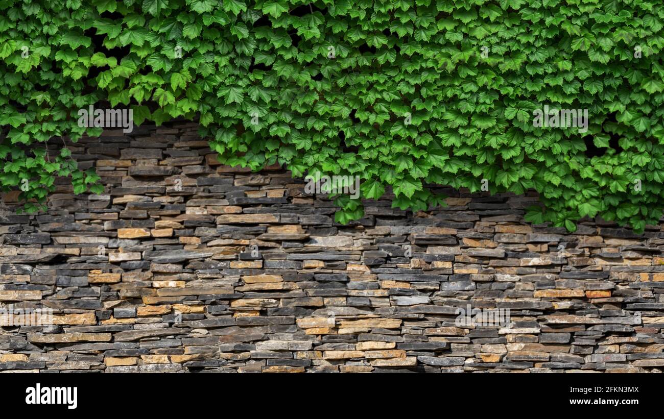 ivy background on stone wall Stock Photo - Alamy