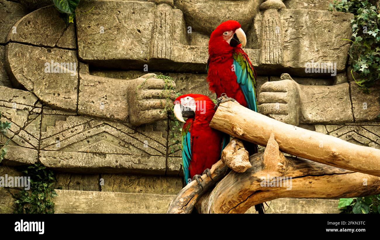 Two red parrots macaw on a branch. Jungle background. Parrots in the ...