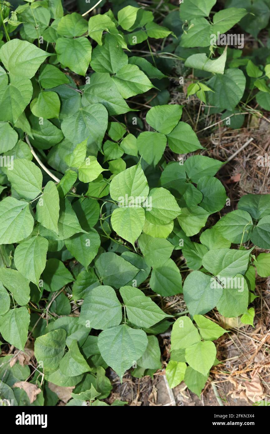 Green Bean Leaves