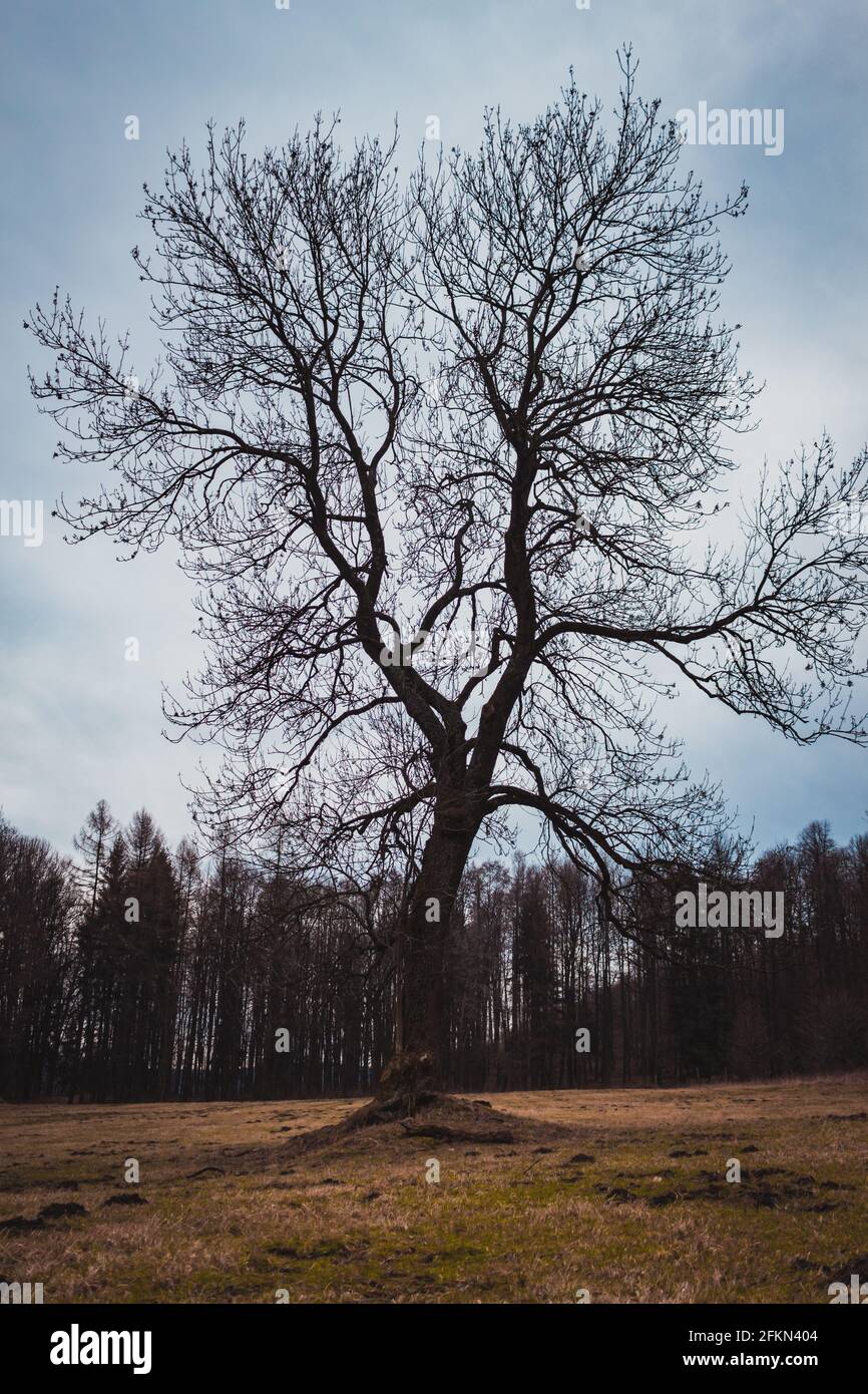 Silhouette tree without leaves hi-res stock photography and images - Alamy