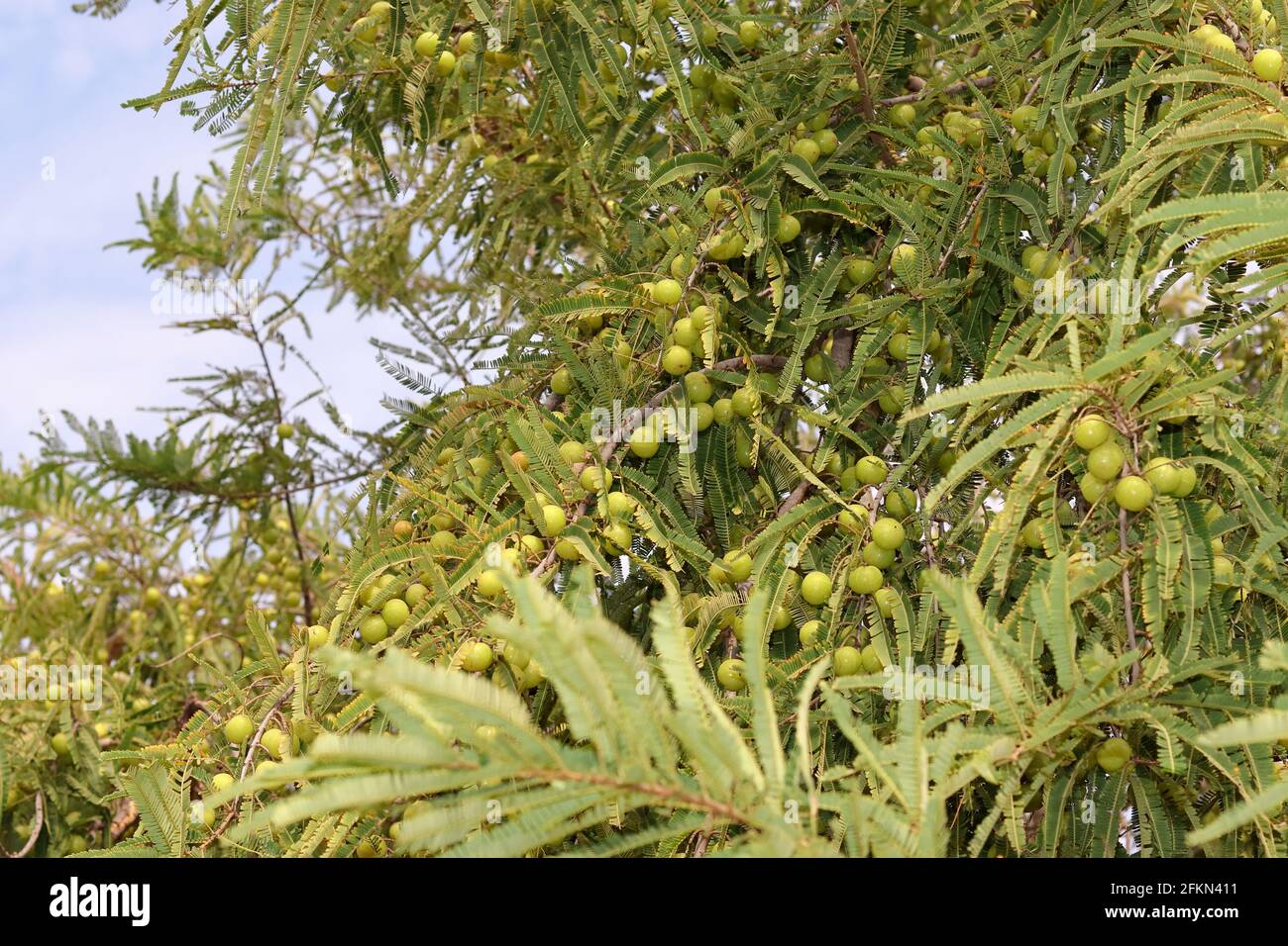 Close-up of A bunch of green amla (Phyllanthus emblica fruits) fruits ...