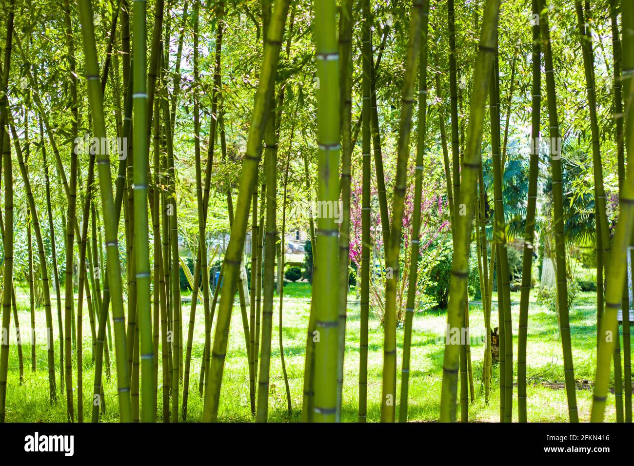 Bamboo Trees Wallpaper