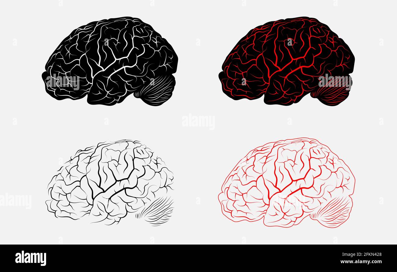 Vector human brain set. Anatomy and science, medicine and head ...