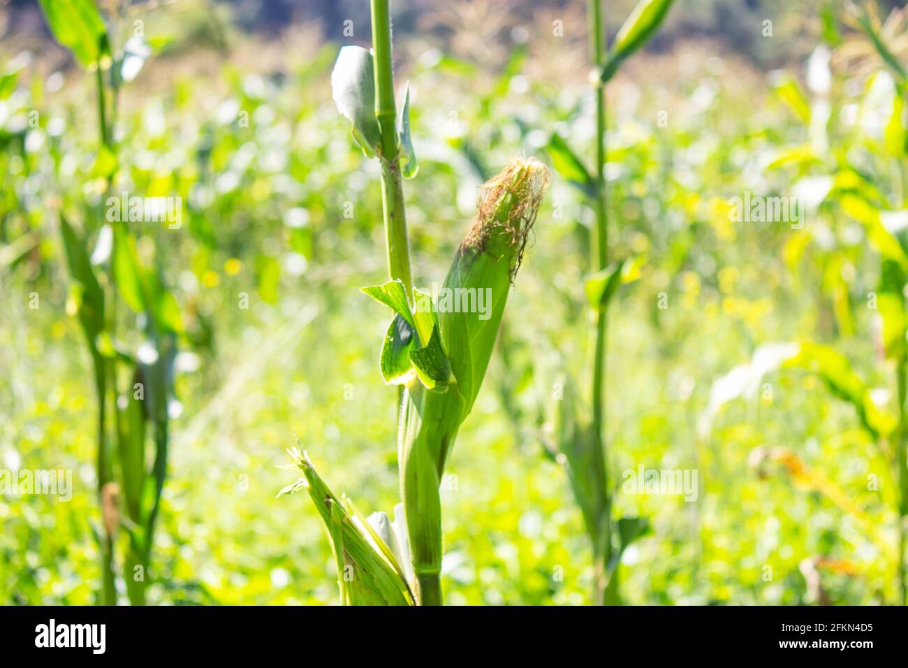 corn in garden,beauty corn flower green corn field in asia Stock Photo ...