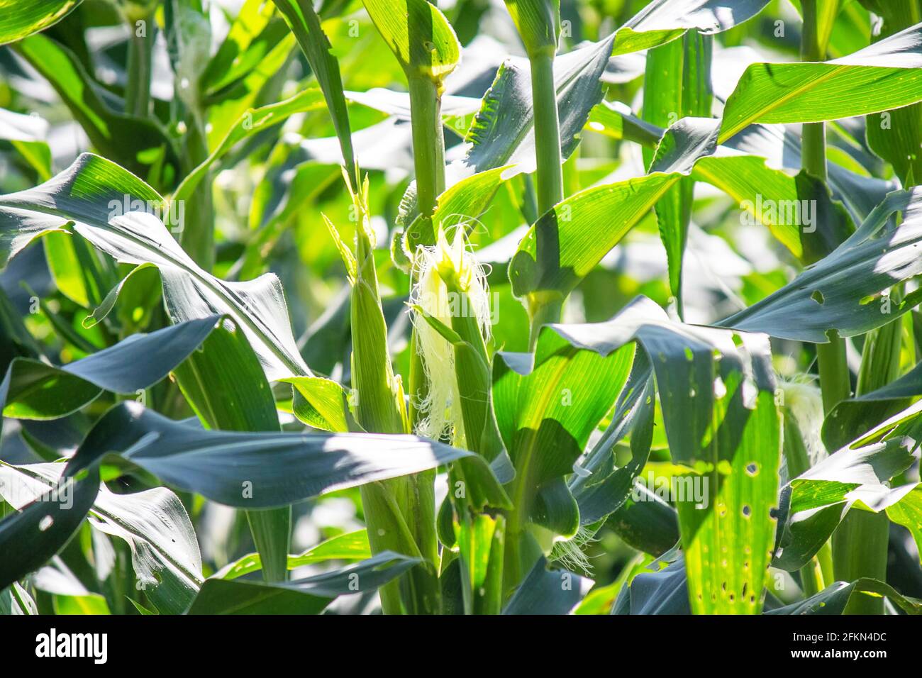Garden and seedling hi-res stock photography and images - Alamy