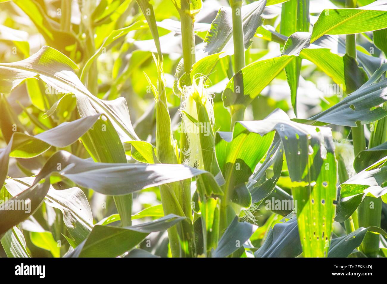 Sweetcorn growing garden hi-res stock photography and images - Alamy