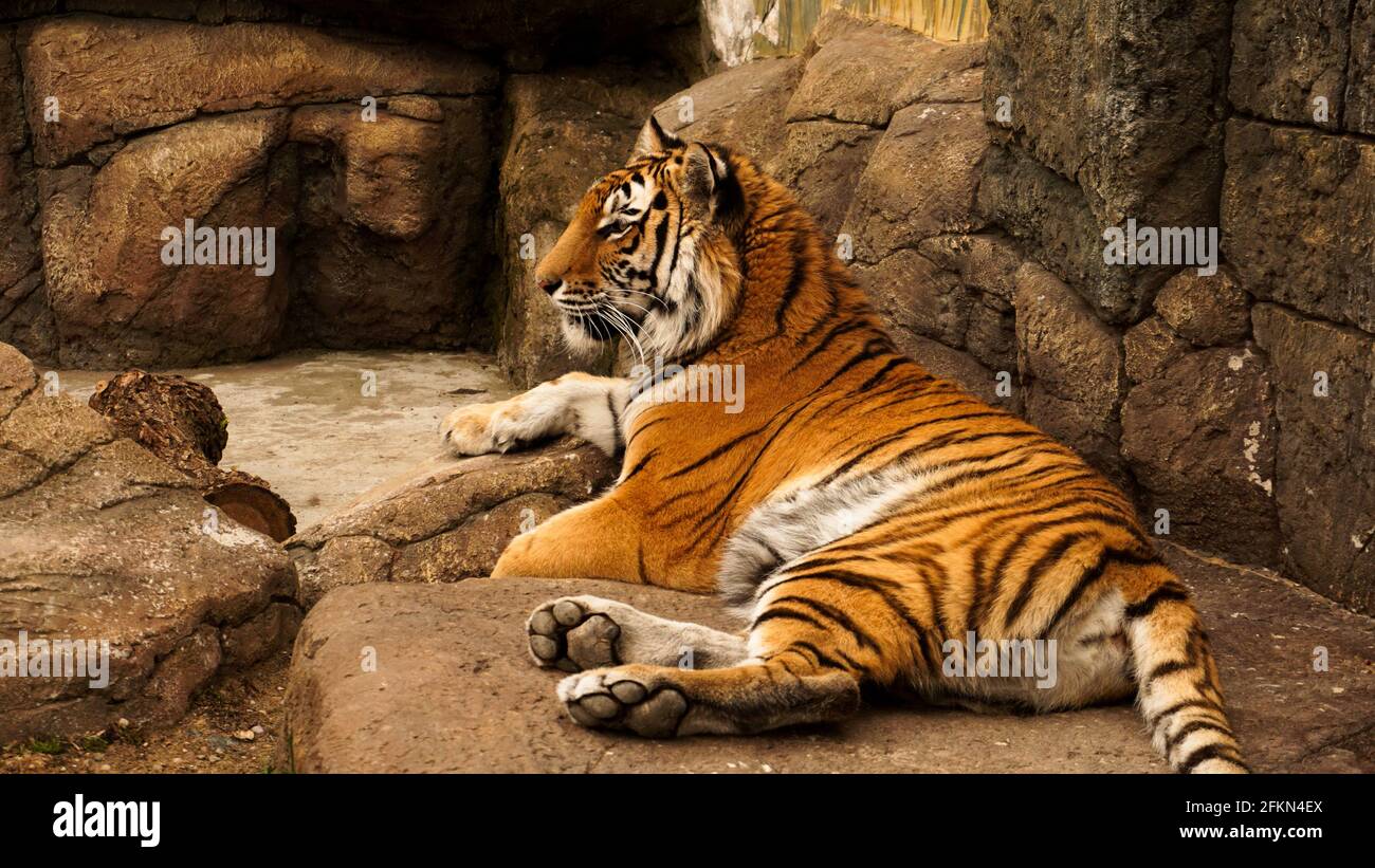 Siberian tiger lies on a stone slab. The tiger is basking in the sun ...
