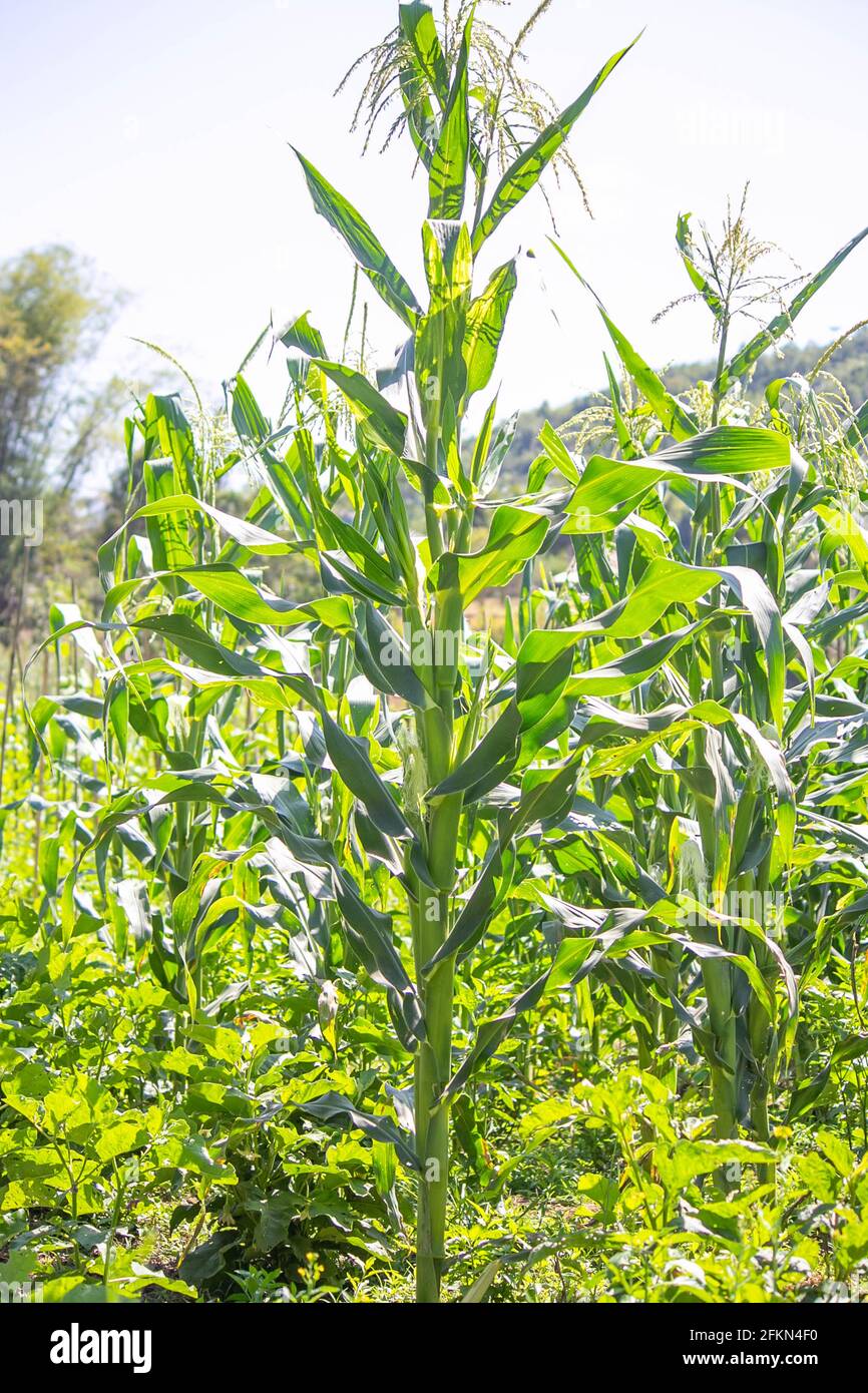 corn in garden,beauty corn flower green corn field in asia Stock Photo ...