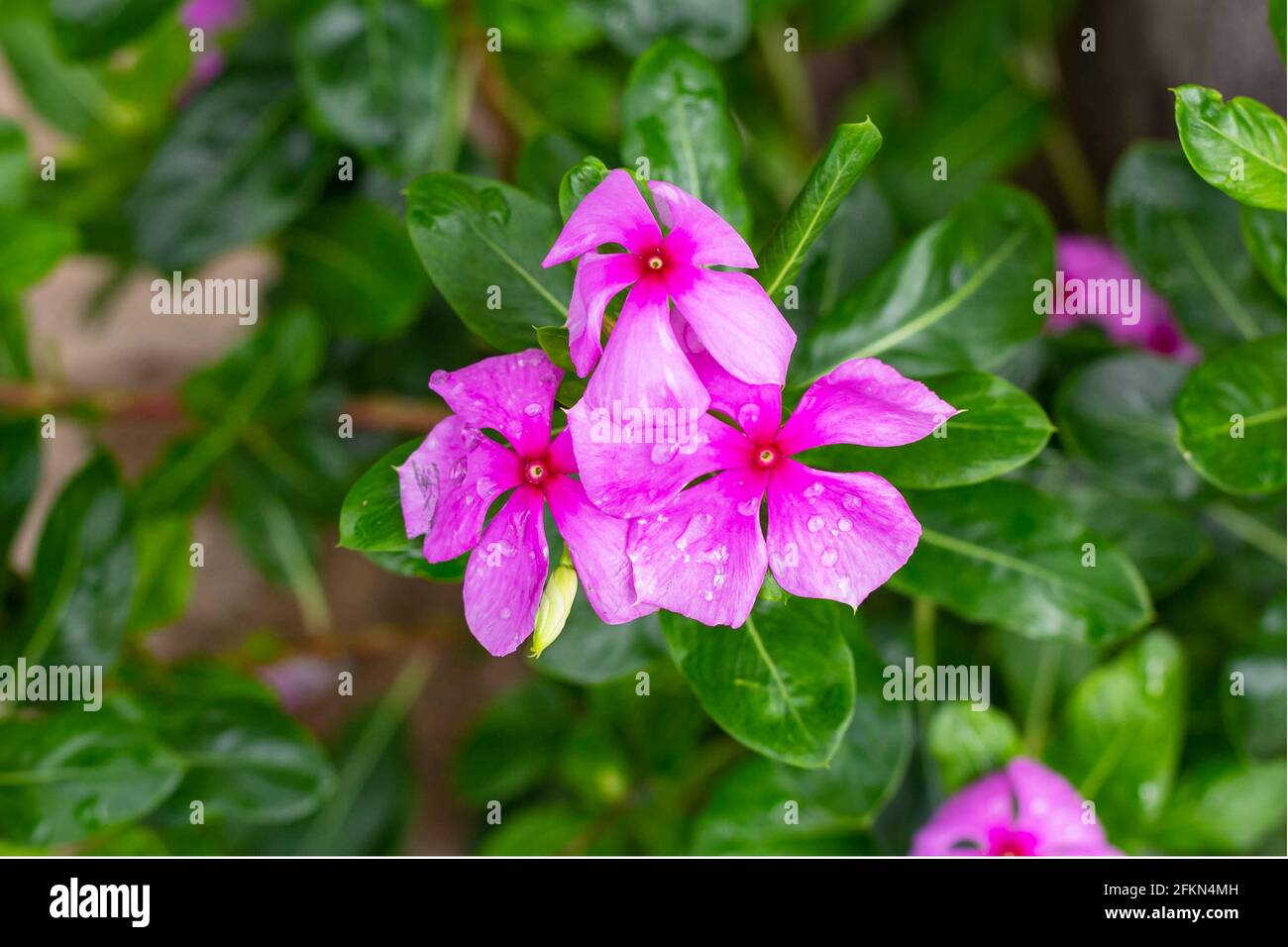 bubles on flowers,beautyfull Watercress flower,pink flowers Stock Photo ...