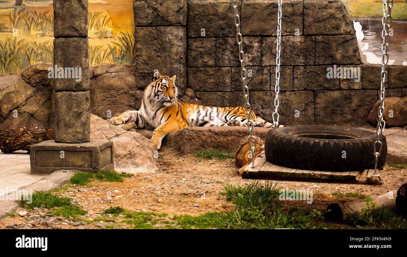 Siberian tiger lies on a stone slab. The tiger is basking in the sun ...