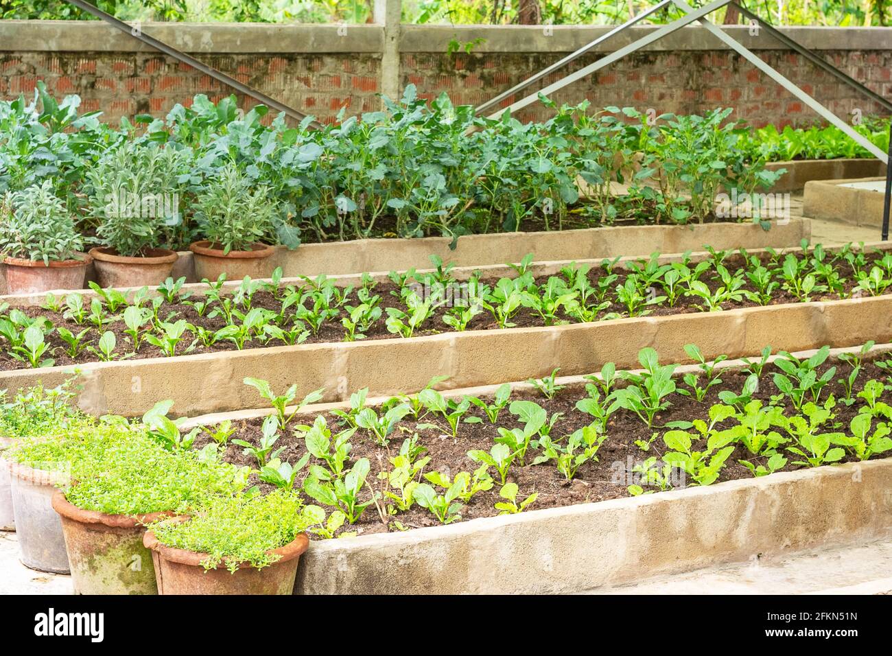 Vegetable plots Home garden Allotment,Community vegetable garden Stock ...