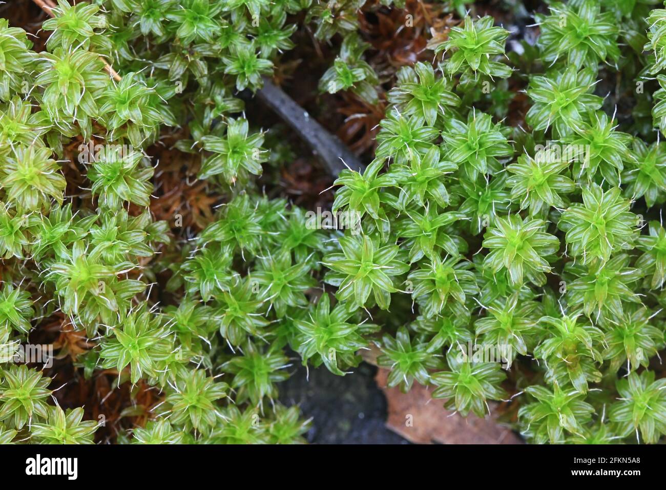 Syntrichia ruralis, commonly known as twisted moss and star moss Stock ...
