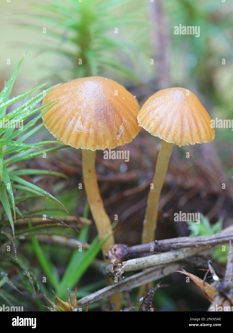 Galerina atkinsoniana, a bell mushroom from Finland with no common ...
