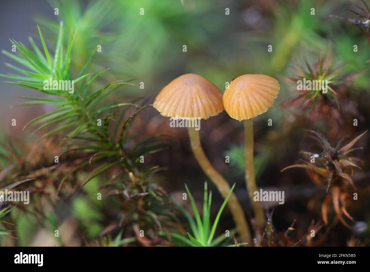 Galerina atkinsoniana, a bell mushroom from Finland with no common ...