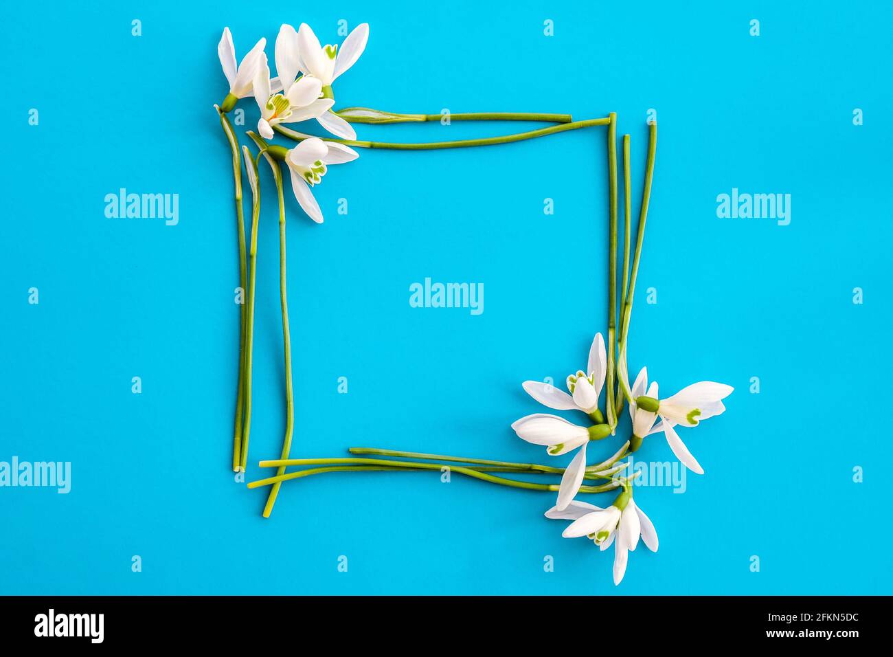 Flat lay composition with snowdrop flowers on color background, copy ...