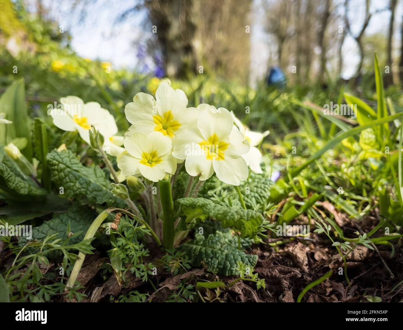Primrose wildflowers growing on a forest floor in Ireland Stock Photo ...