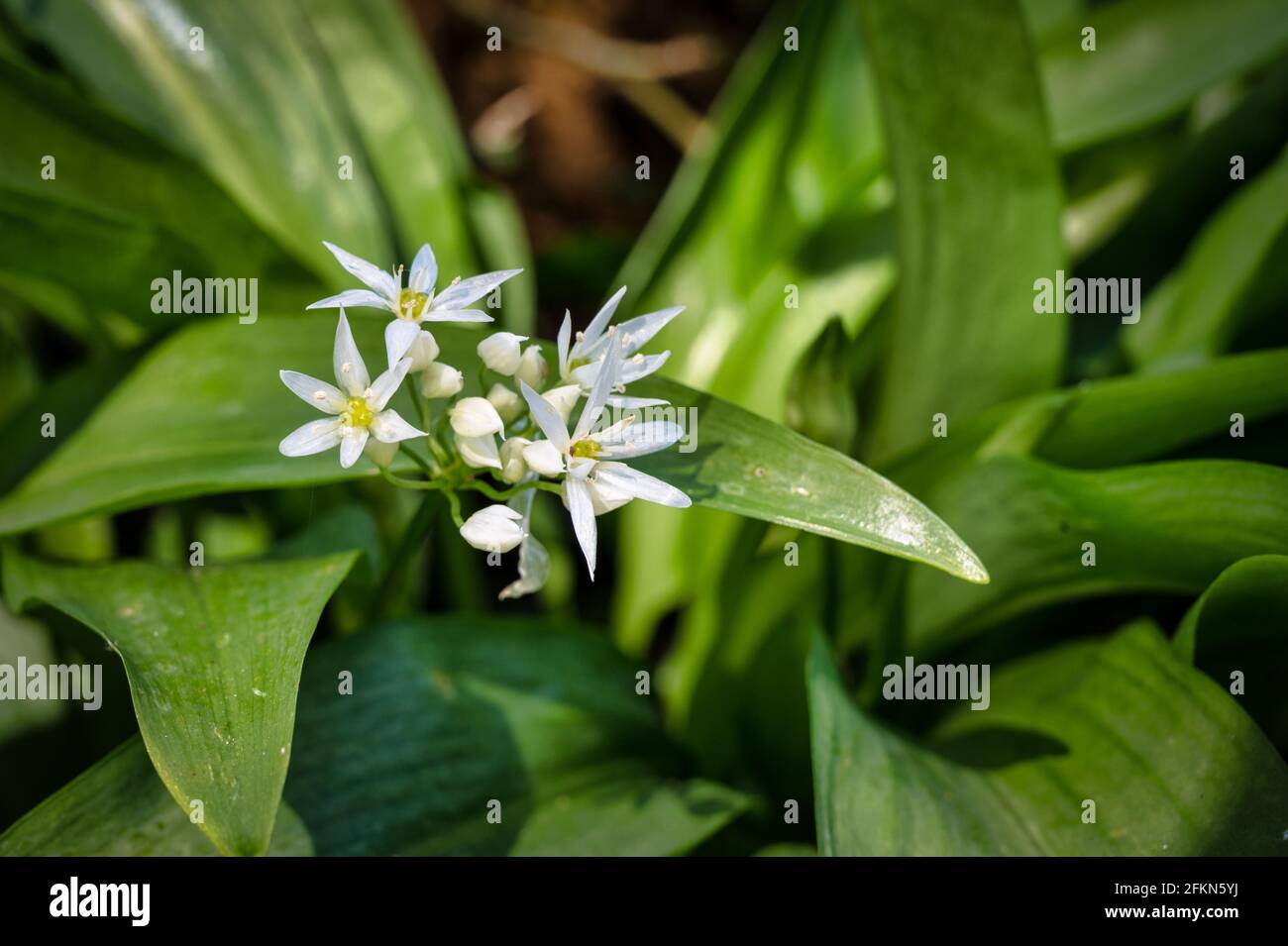 Wild Garlic growing on a woodland floor in early spring in Ireland ...