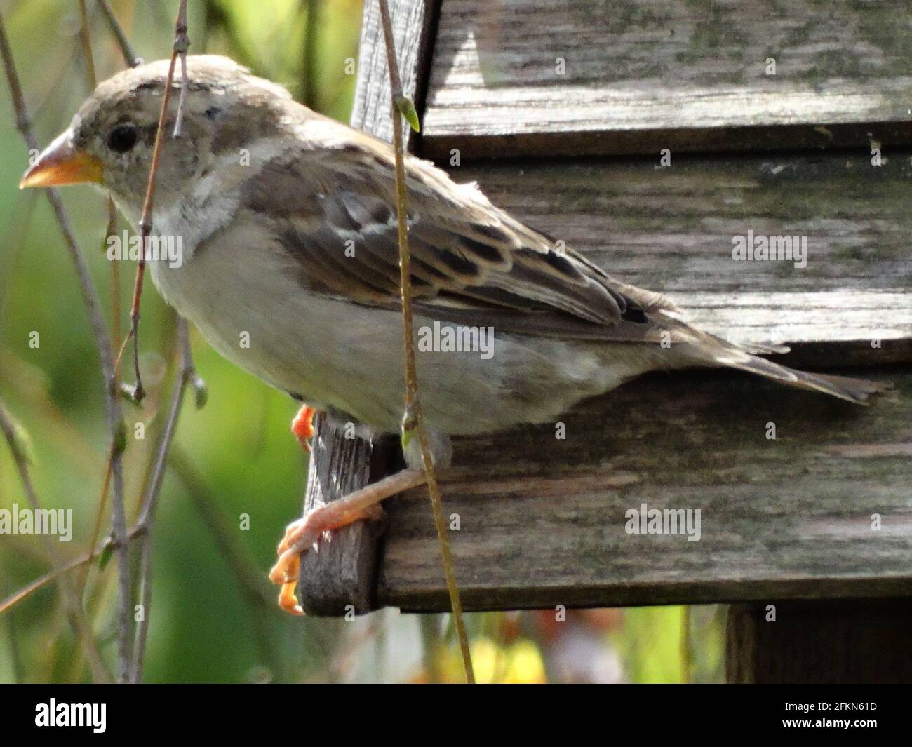 Little sparrow on bird hi-res stock photography and images - Alamy