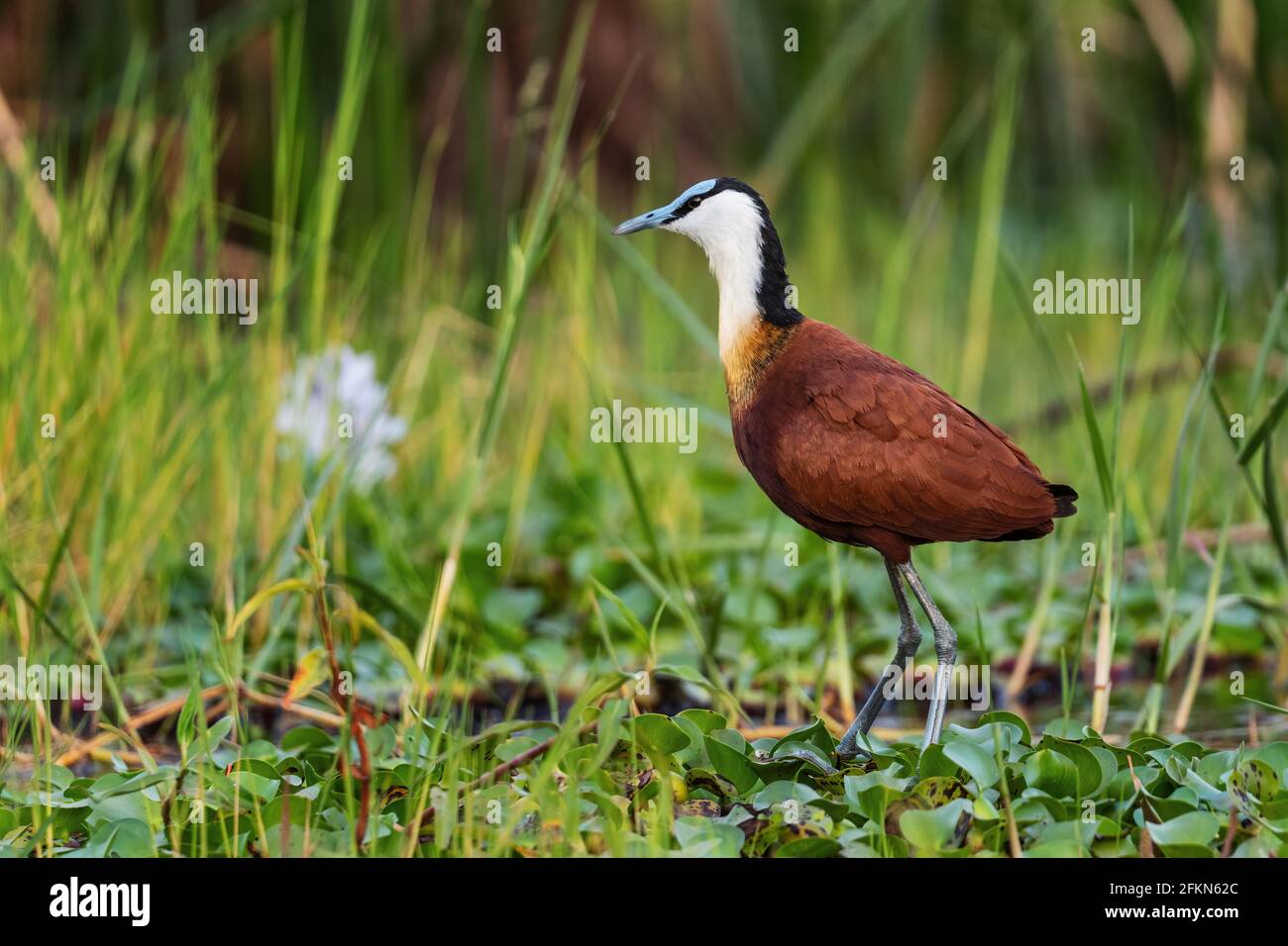 African Jacana - Actophilornis africanus, beautiful colored shy water ...