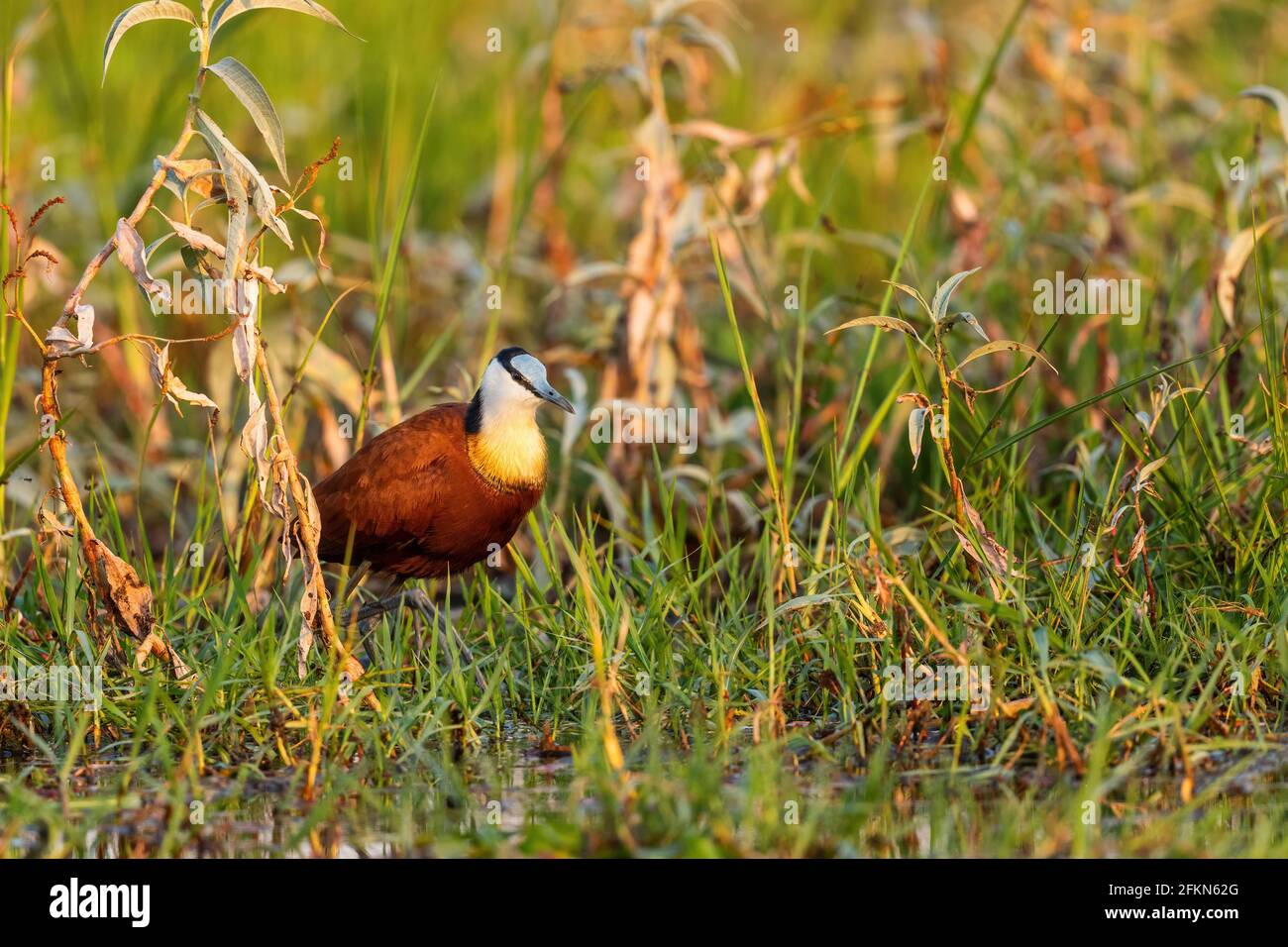 African Jacana - Actophilornis africanus, beautiful colored shy water ...