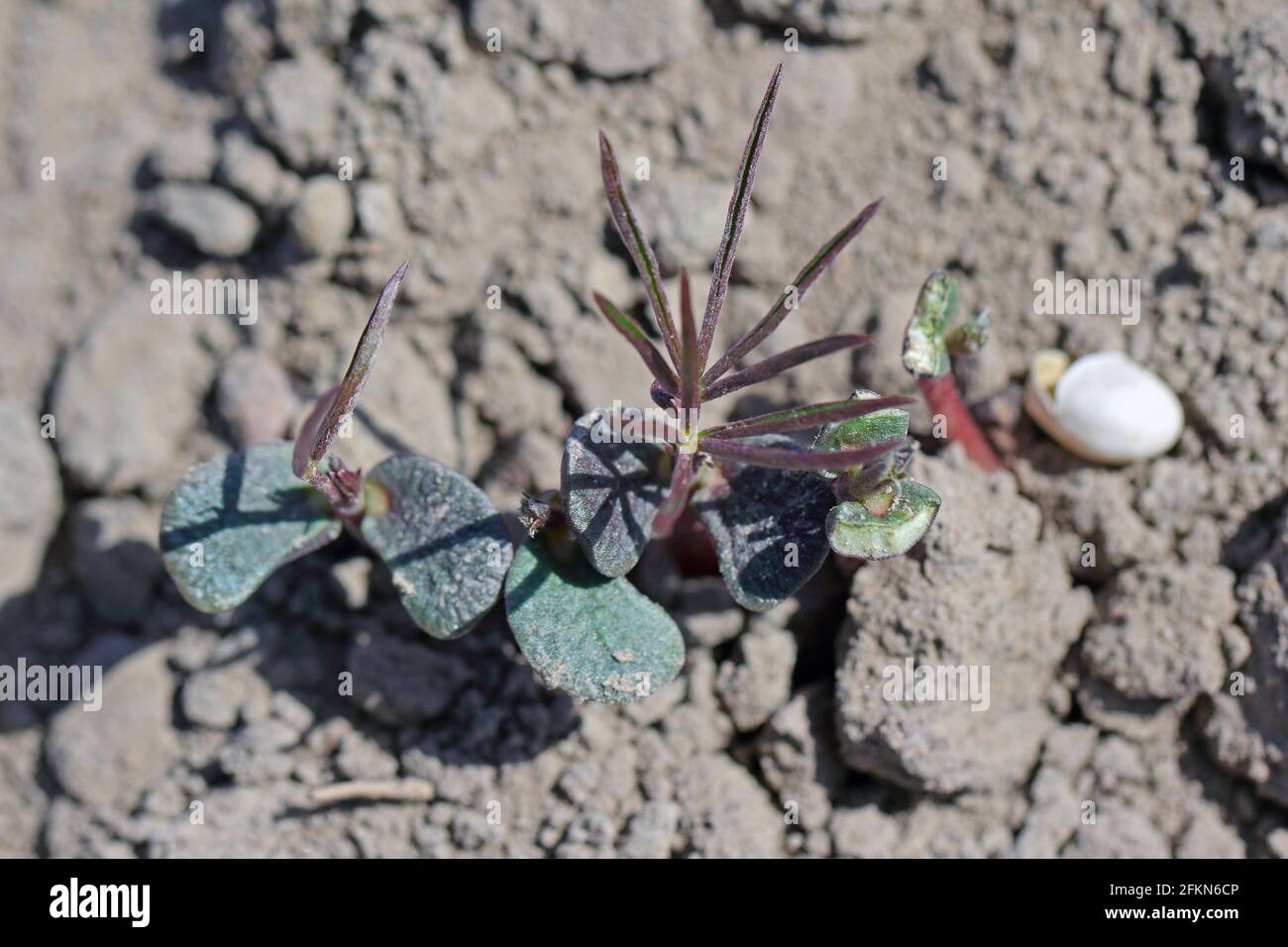 Young lupine plants damaged by soil pests Stock Photo - Alamy