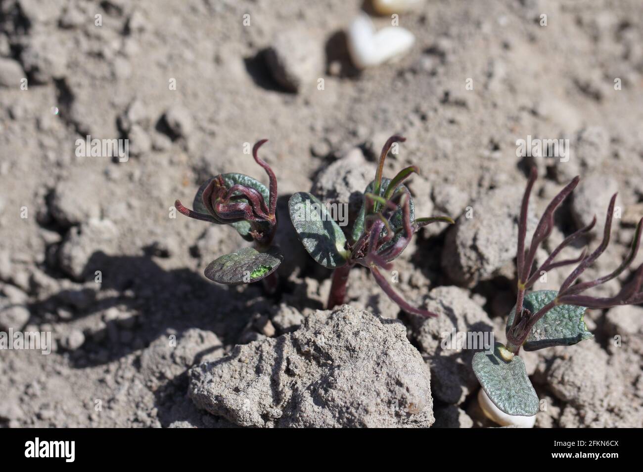 Young lupine plants damaged by soil pests Stock Photo - Alamy
