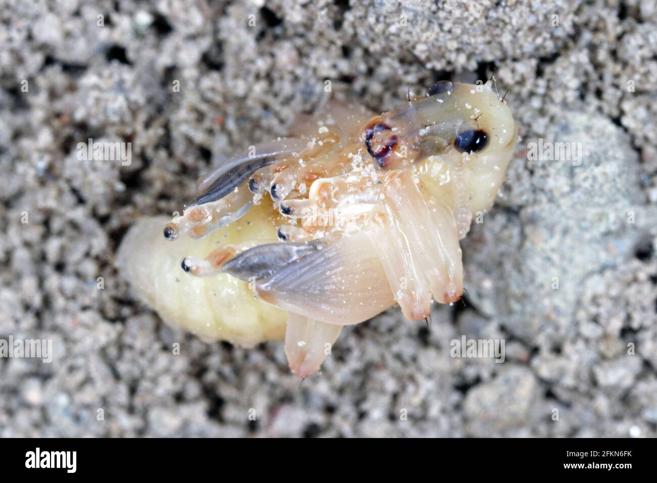 Sitona griseus is a species of weevil Curculionidae, pest of lupines ...