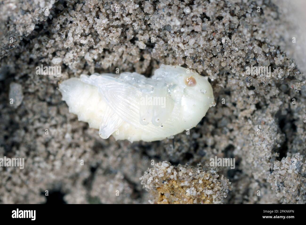 Sitona griseus is a species of weevil Curculionidae, pest of lupines ...