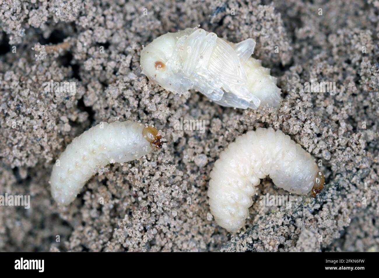 Sitona griseus is a species of weevil Curculionidae, pest of lupines ...