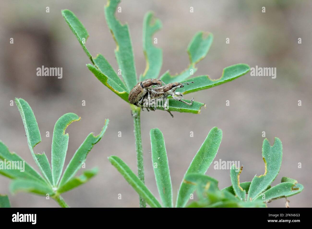 Legume lupine sprouts damaged by the insect pests - Sitona griseus ...