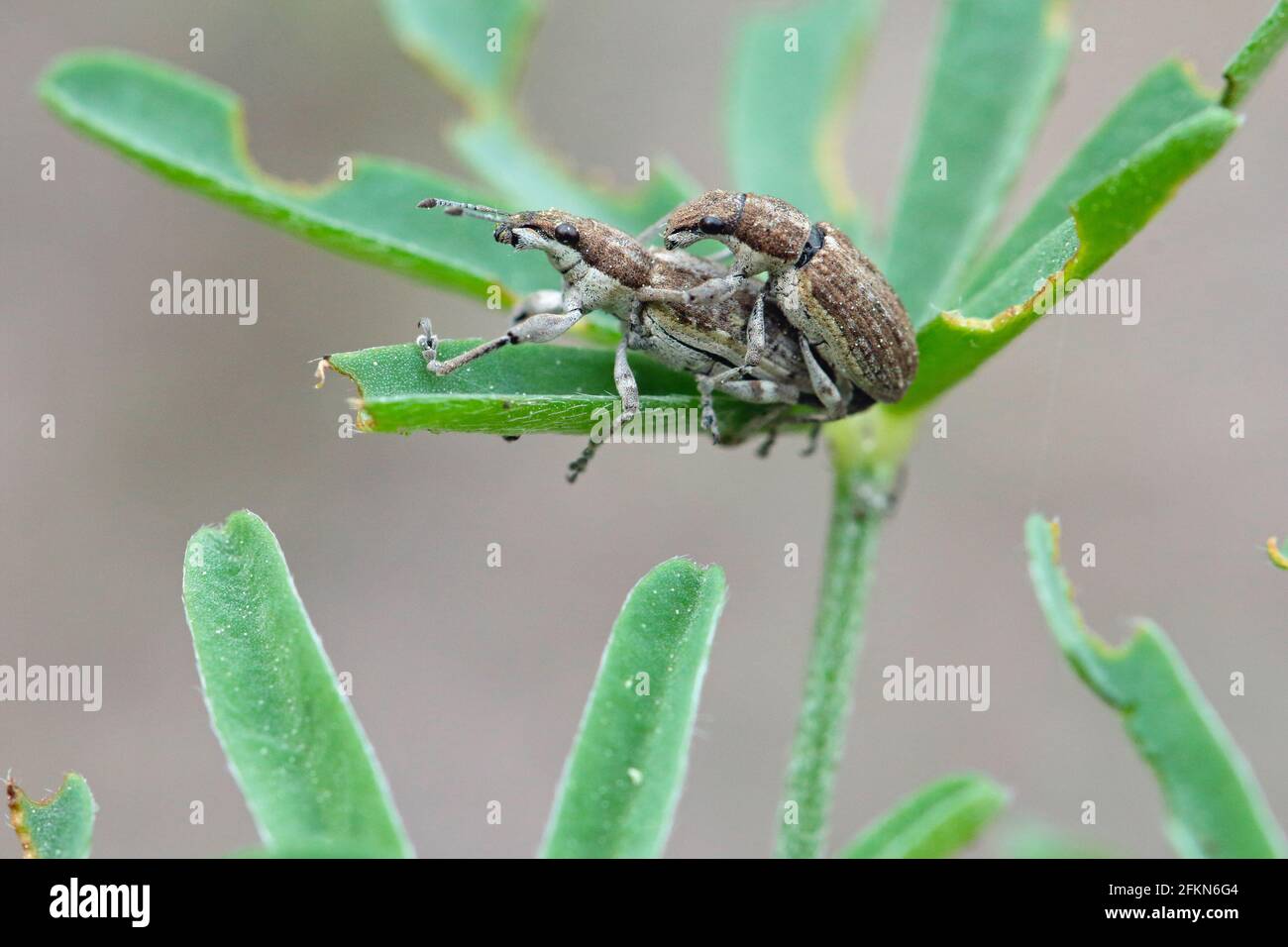 Legume lupine sprouts damaged by the insect pests - Sitona griseus ...
