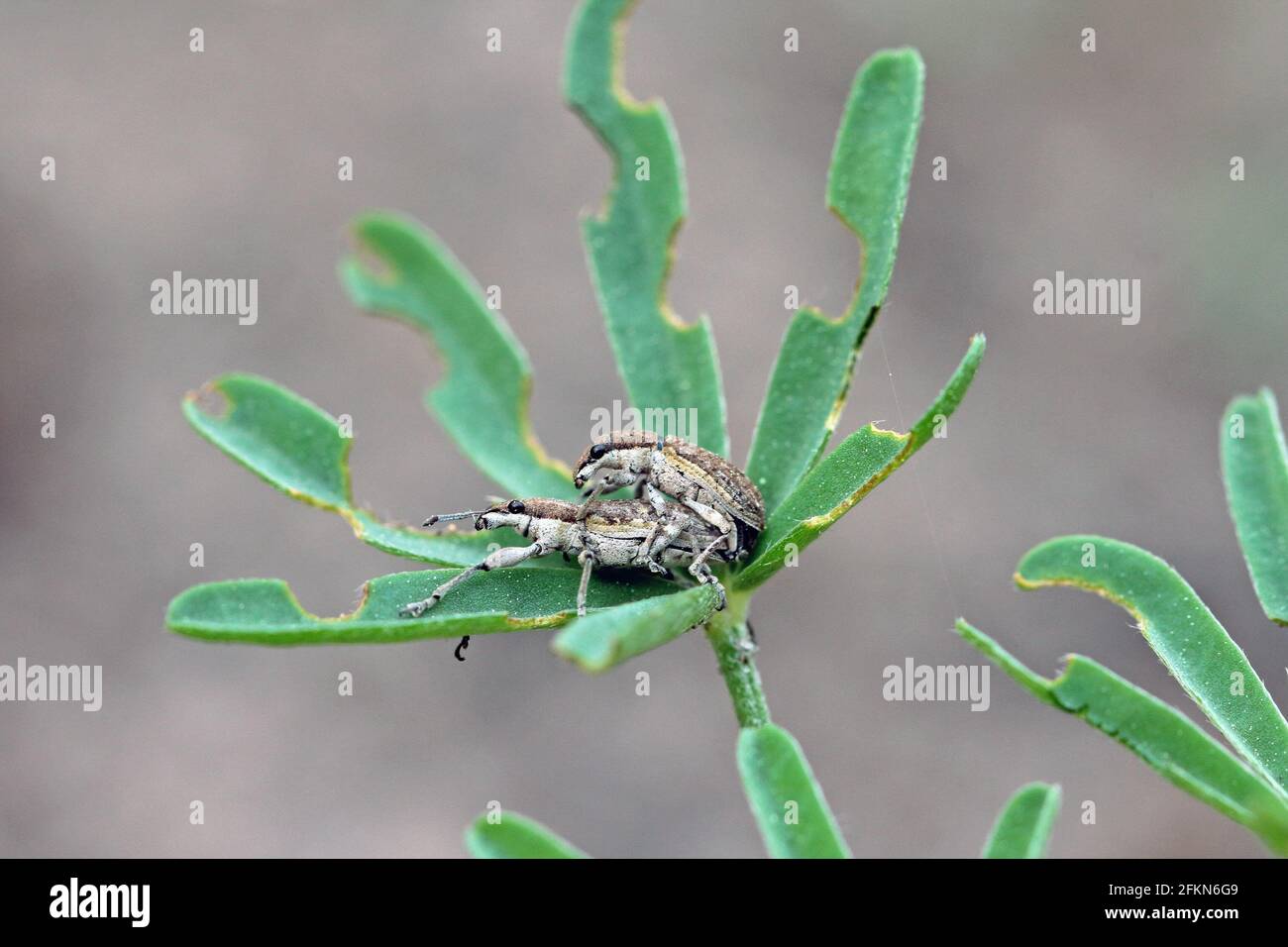 Legume lupine sprouts damaged by the insect pests - Sitona griseus ...