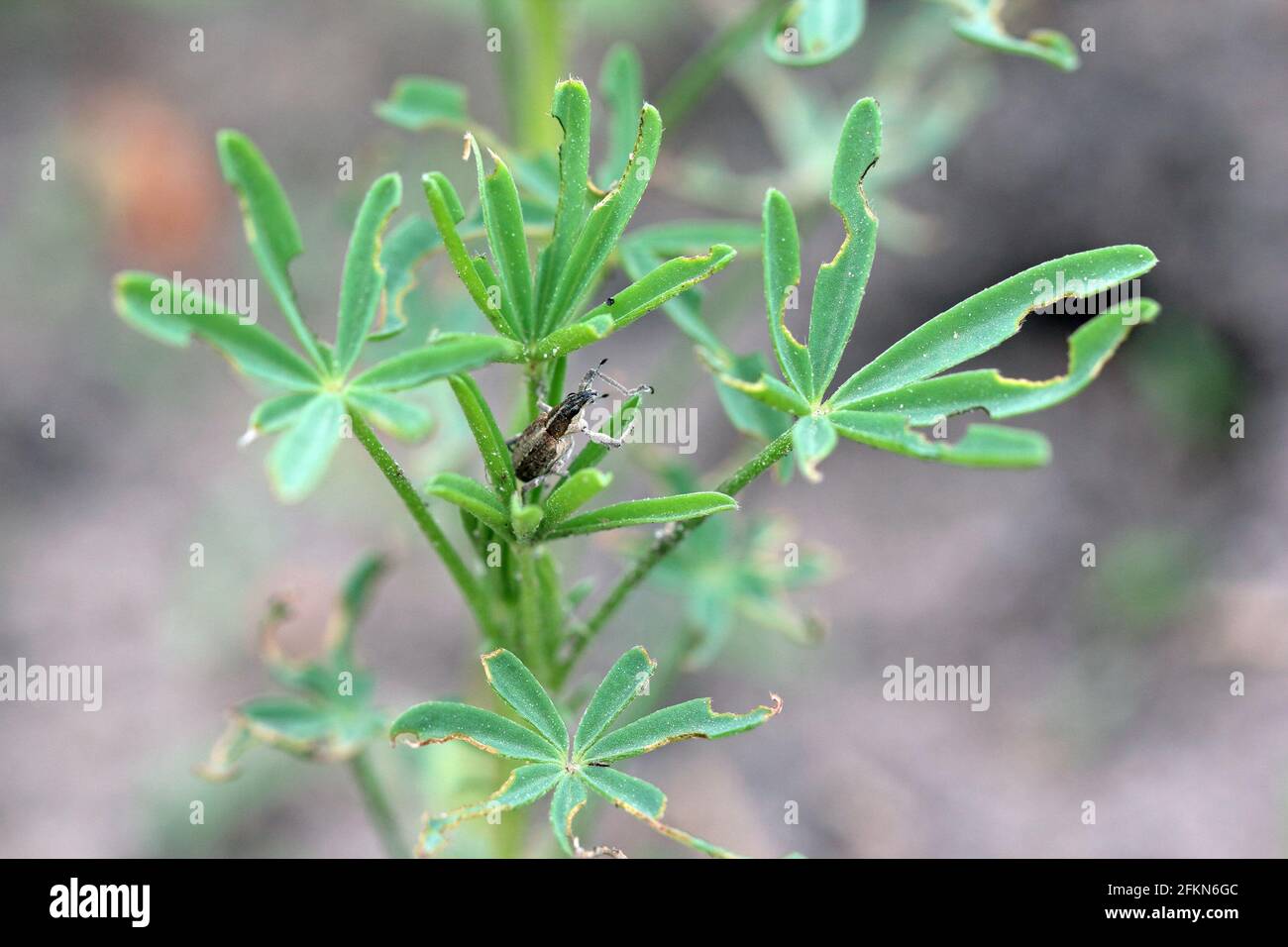 Legume lupine sprouts damaged by the insect pests - Sitona griseus ...
