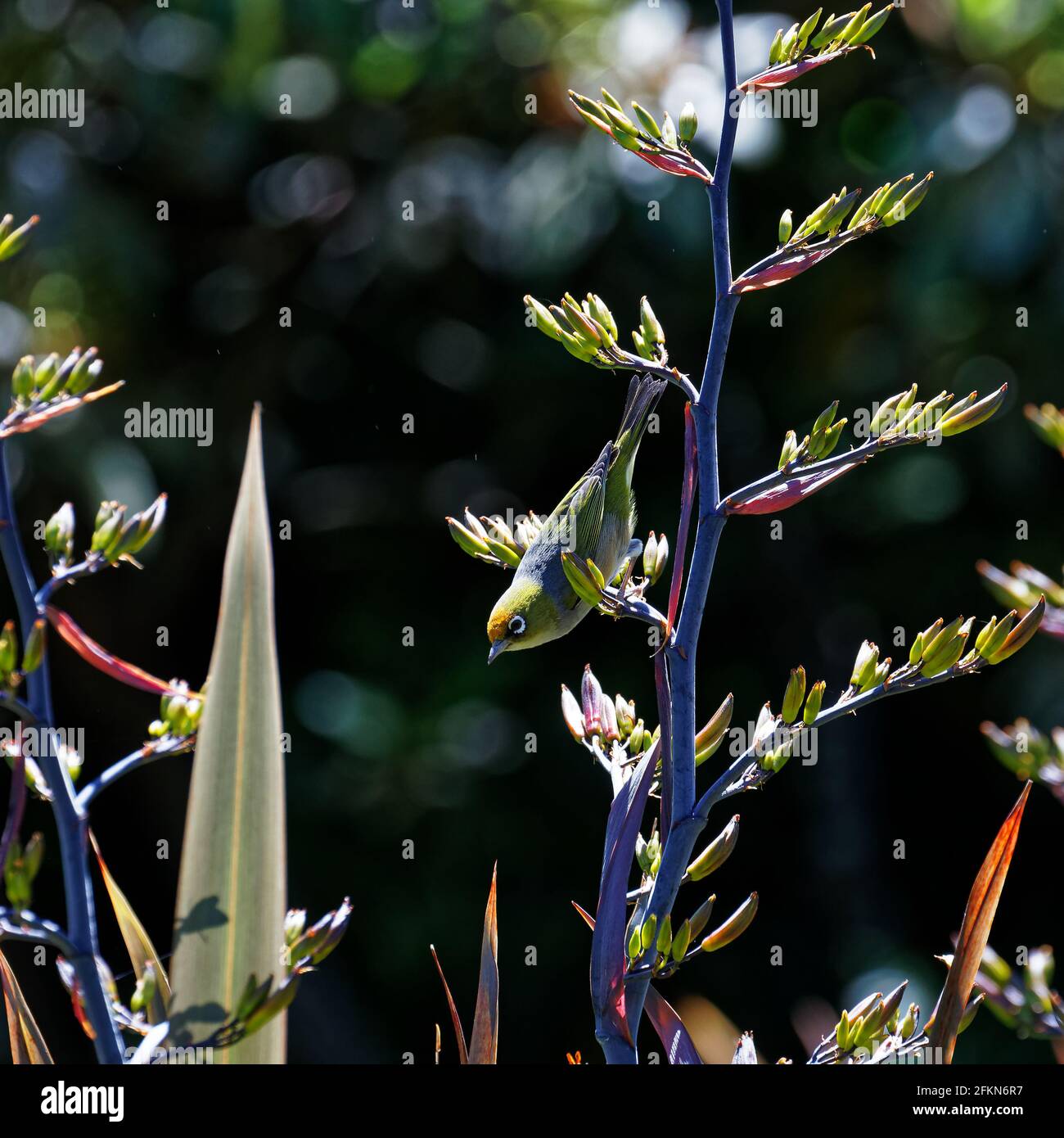 The silvereye/tauhou on a flax flower – also known as the wax-eye, or ...