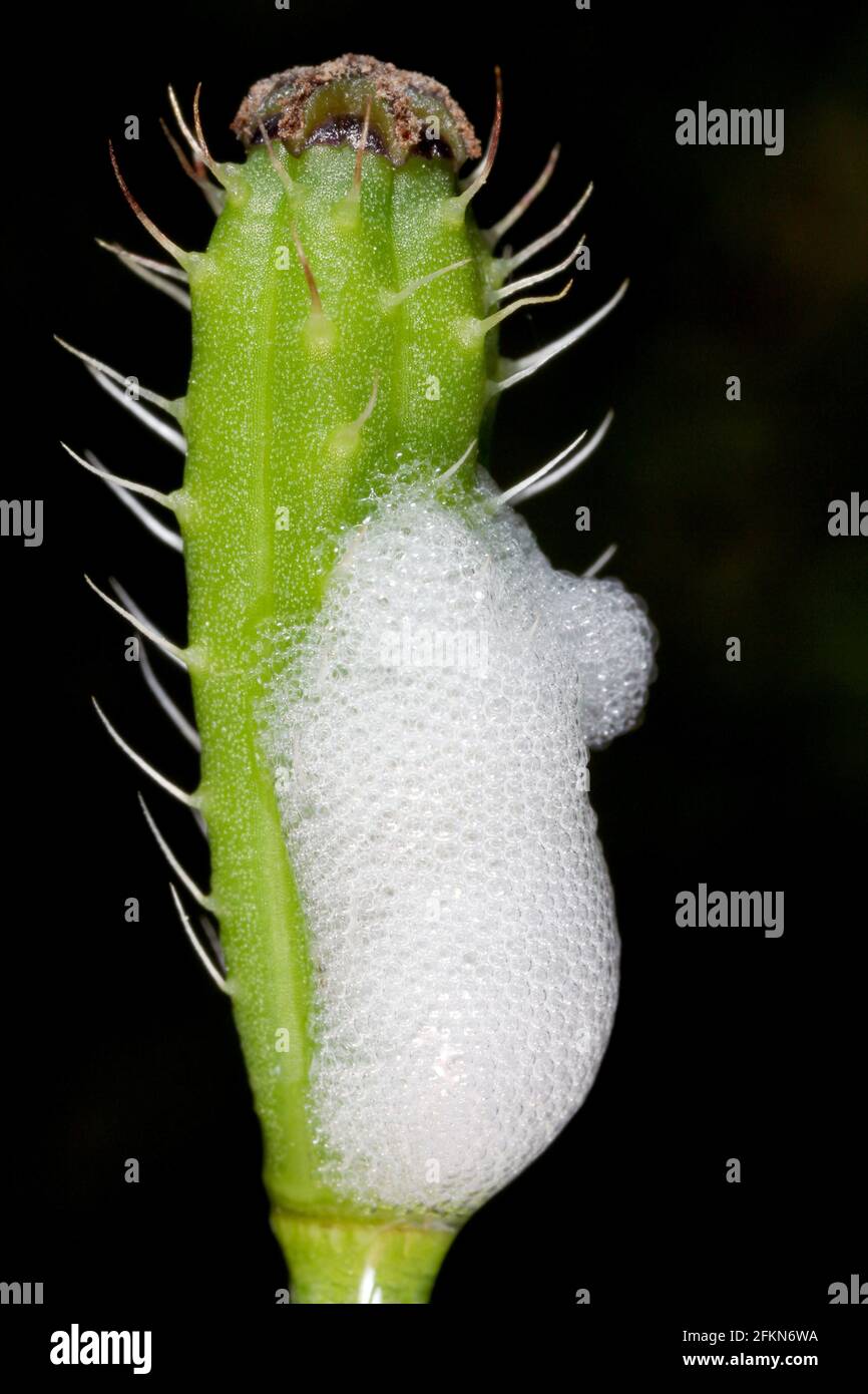 Meadow Spittlebug Nymph
