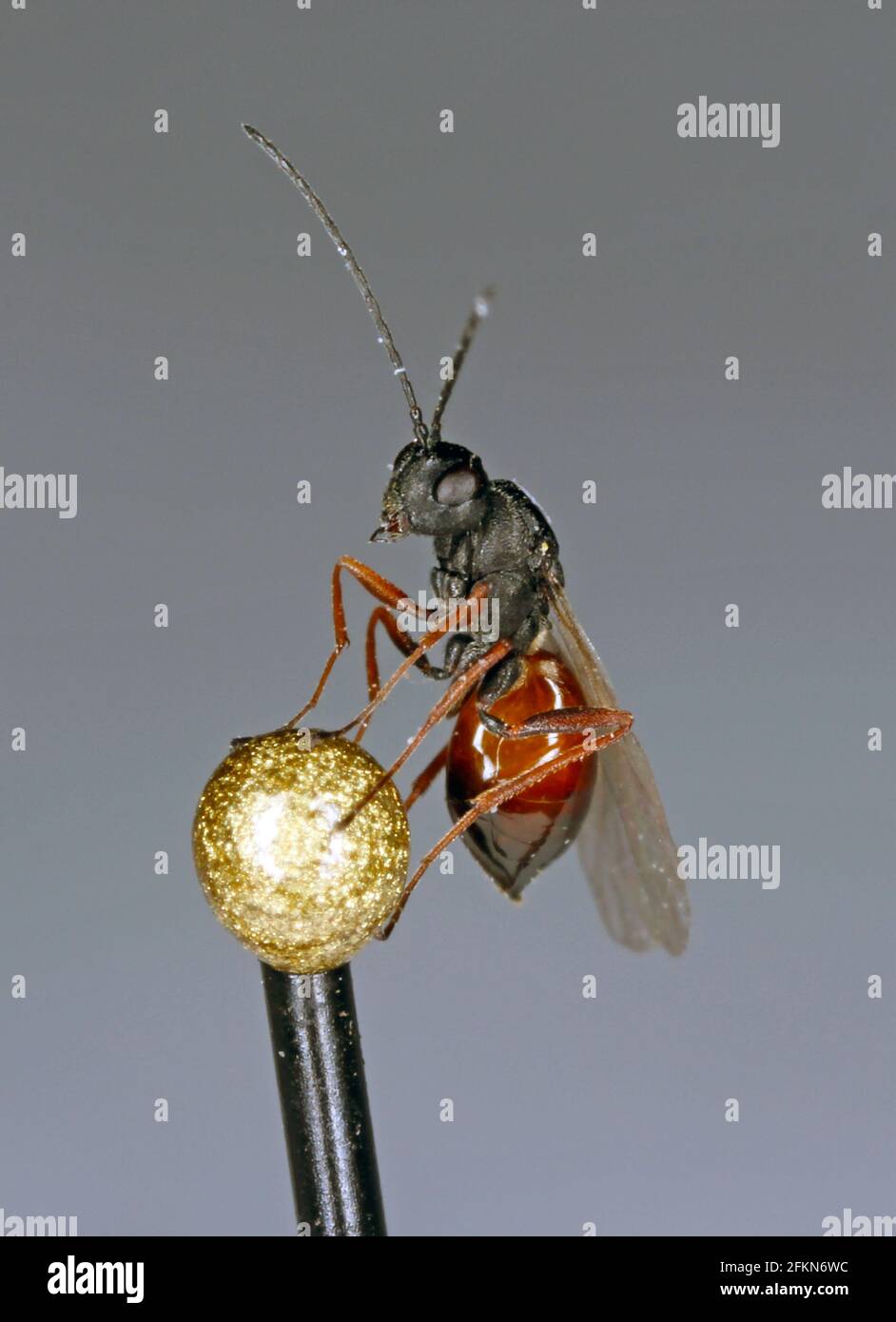 Iraella luteipes Gall wasp (Hymenoptera: Cynipidae) on the head of the ...