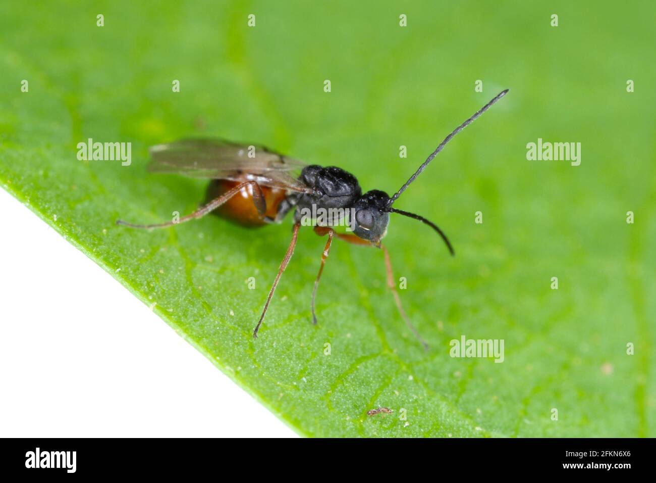 Iraella luteipes Gall wasp (Hymenoptera: Cynipidae). It is pest of ...