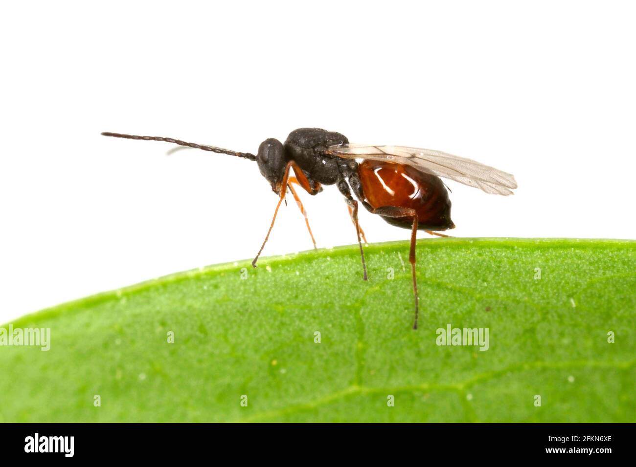 Iraella luteipes Gall wasp (Hymenoptera: Cynipidae). It is pest of ...
