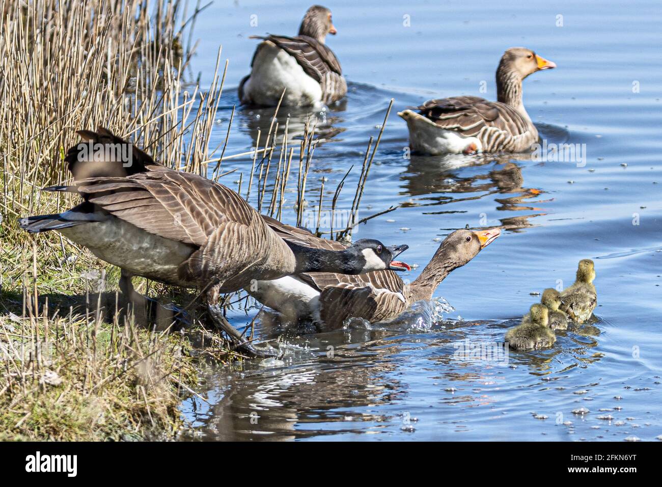 Aggressive honking display hi-res stock photography and images - Alamy
