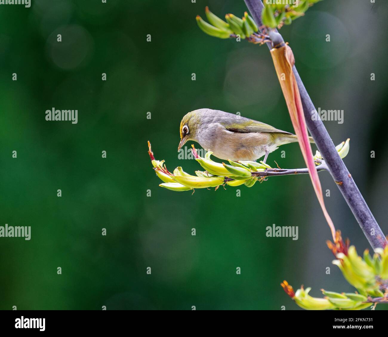 The silvereye/tauhou on a flax flower – also known as the wax-eye, or ...