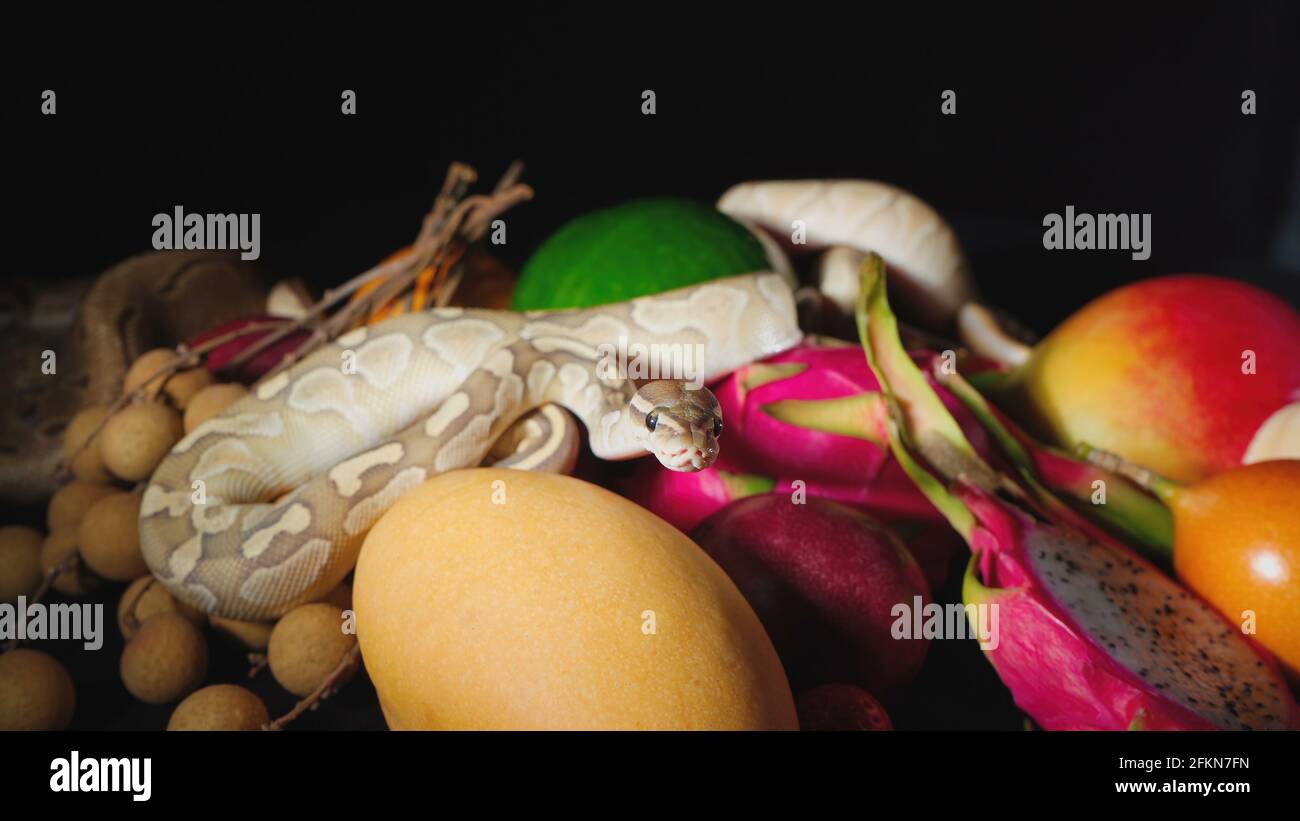 Photo of exotic fruits and ball pythons Stock Photo - Alamy