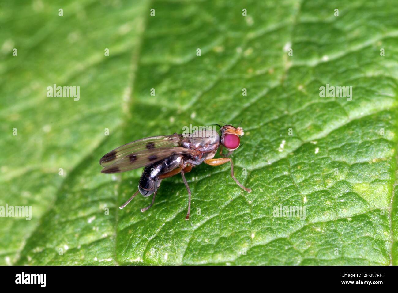 Bug on a raspberry plant in the garden Stock Photo - Alamy