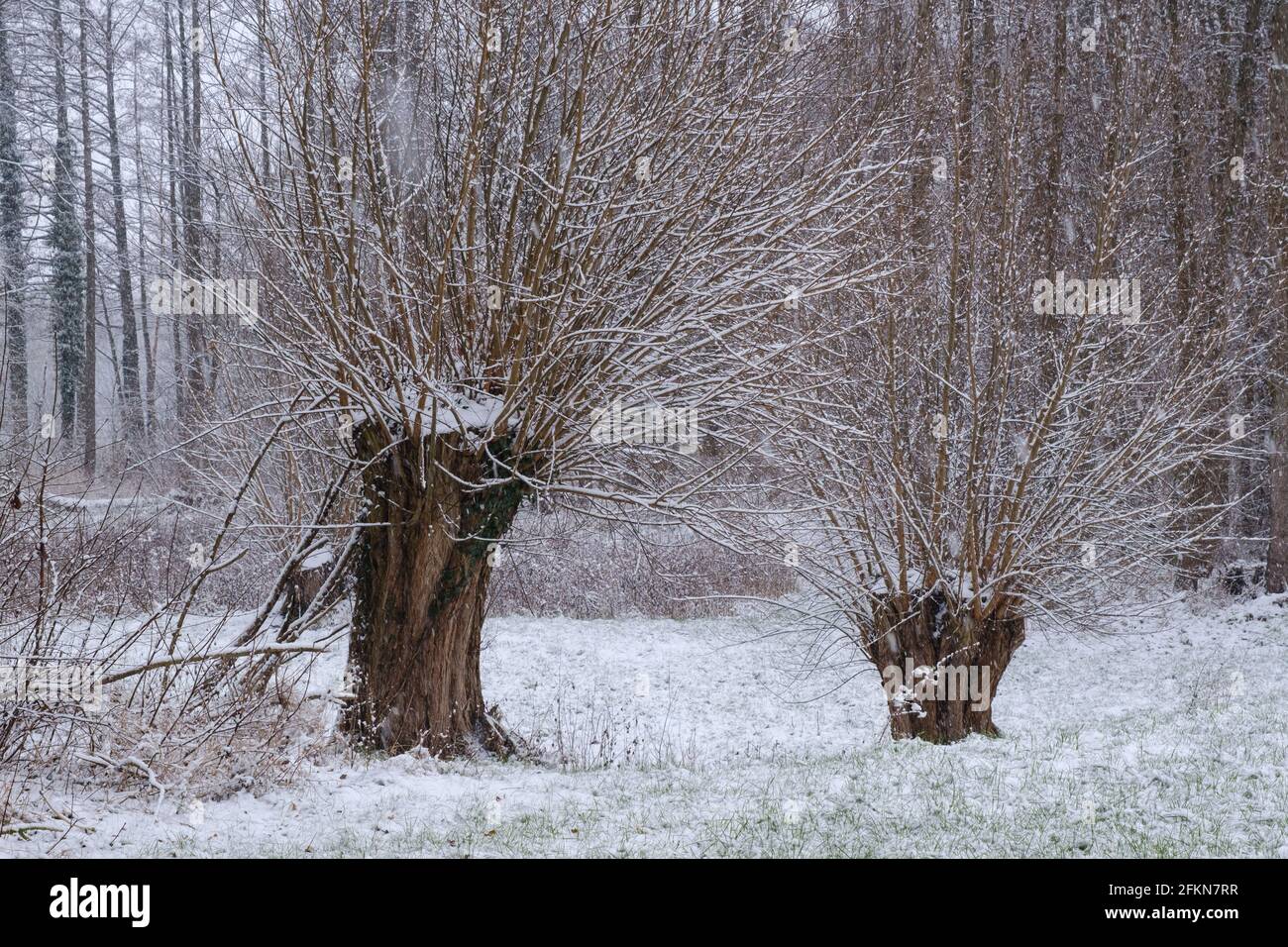 Sallow trees hi-res stock photography and images - Alamy