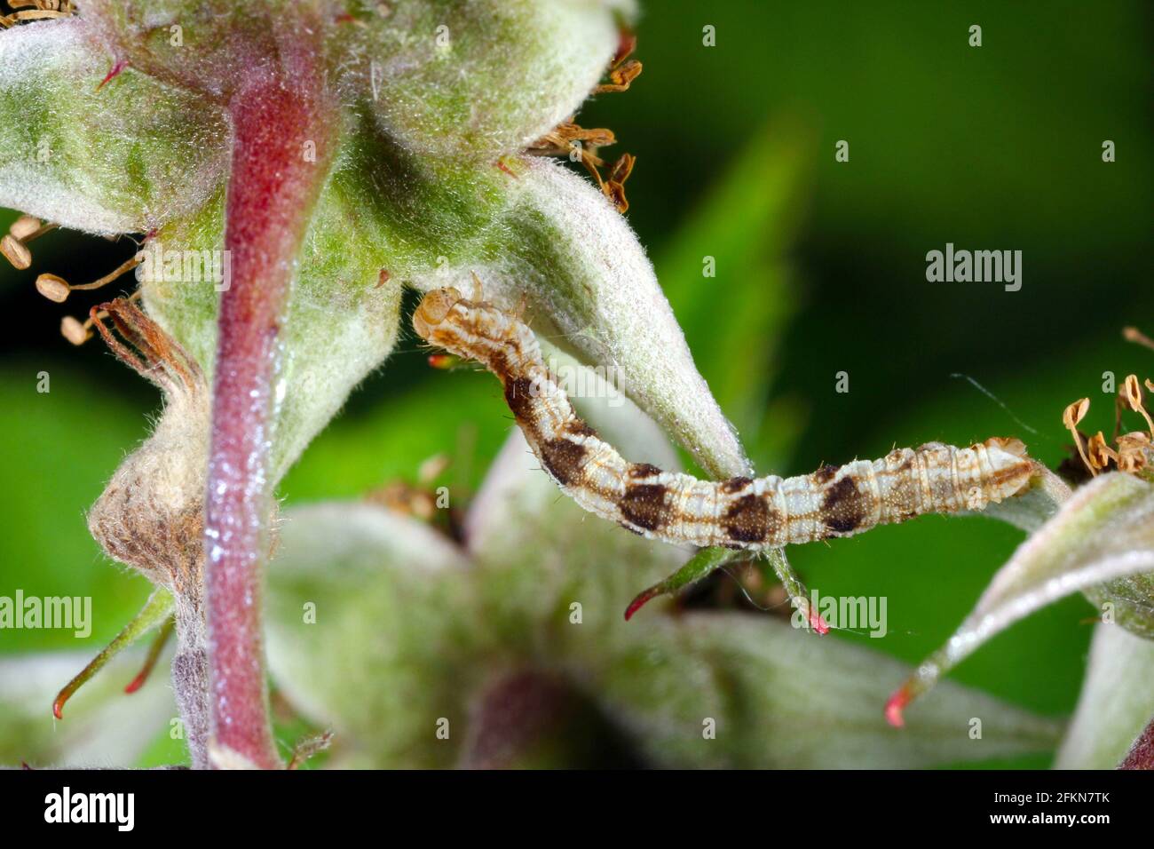 The caterpillar of geometer moth (Geometridae) on raspberry flowers ...
