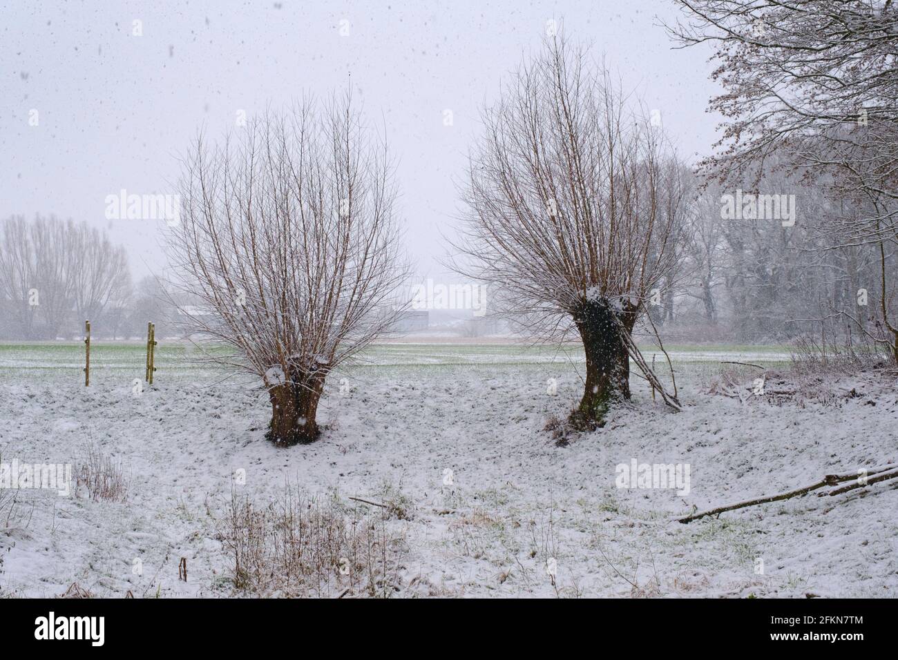 Sallow trees hi-res stock photography and images - Alamy