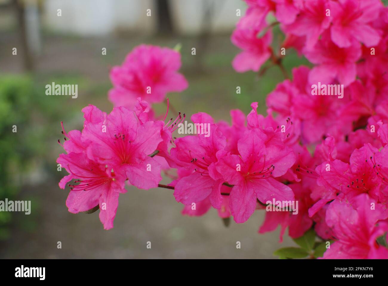 royal azalea blossom approaching as bright Stock Photo - Alamy